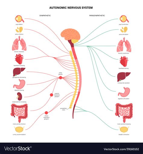 Autonomic Nervous System Royalty Free Vector Image