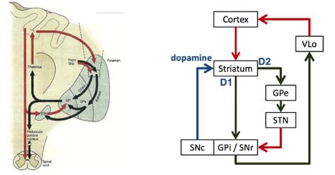Neurology Pathways And Tracts Flashcards Quizlet