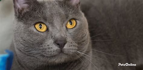 Chartreux Cat Breed Information Pets Online