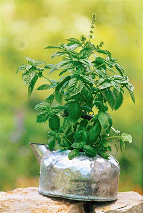 How To Plant And Grow Basil