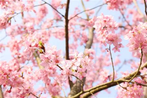 来建宁上春山踏遍春光不思还