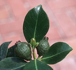 Strawberry Guava Flower