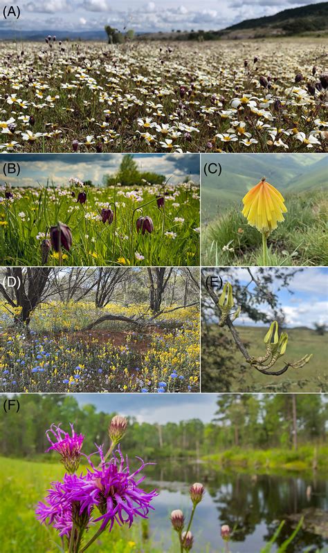 Temperate Grassland Wildflowers