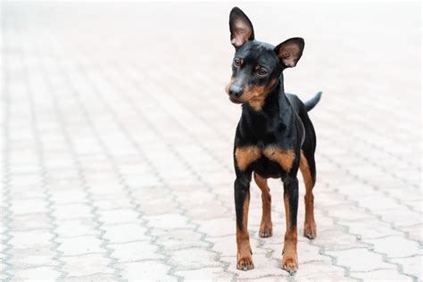 Pinscher e Miniatura quais as diferenças entre eles