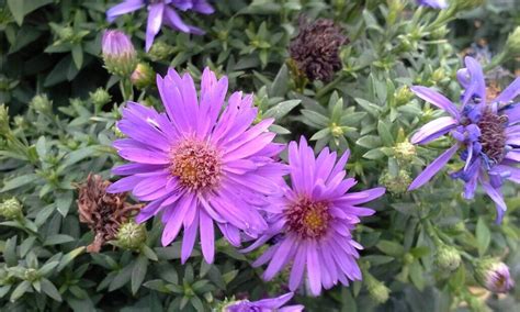 Purple Dome Aster Green Valley Nursery Llc