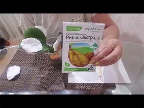 РИБАВ-ЭКСТРА для моих орхидей.💊 Орхидея СЮРПРИЗ без корней 11.08.2020 ...