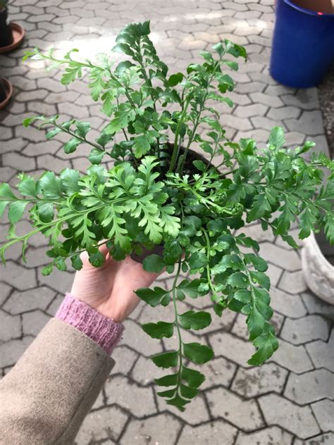 Asplenium Bulbiferum Plants Hen Chicken Garden