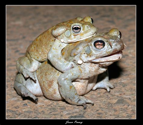 Sonoran Desert Toad Incilius Alvarius