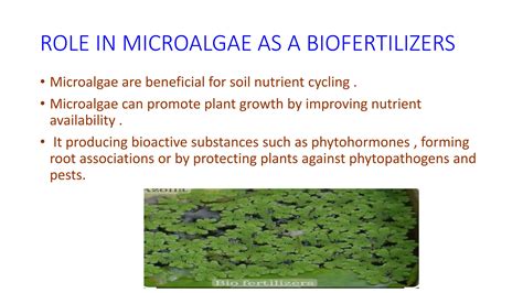 Microalgae As Biofertilizers Pptx Pptx