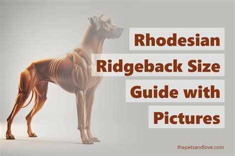 Rhodesian Ridgeback Size Guide With Pictures