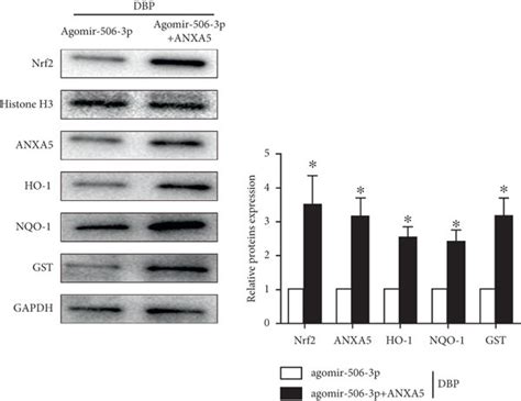 Recombinant Rat Anxa5 Reversed The Testicular Oxidative Stress Download Scientific Diagram