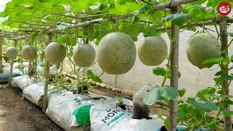 ویدئو چگونه مثل آب خوردن در خانه طالبی بکاریم و برداشت کنیم؟