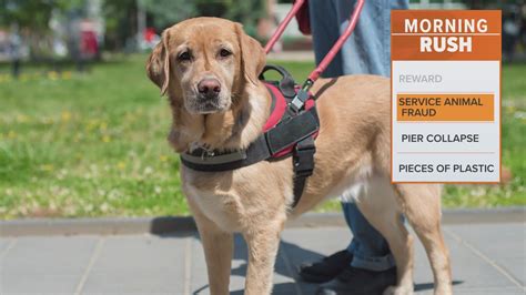 New Texas Law Against Fake Service Dogs Triples Fines