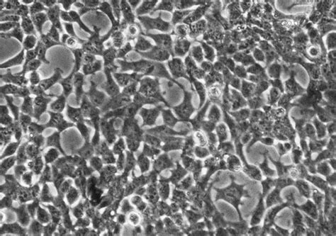 293t Cells Genhunter Corporation