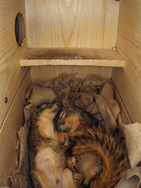 Squirrel Boxes