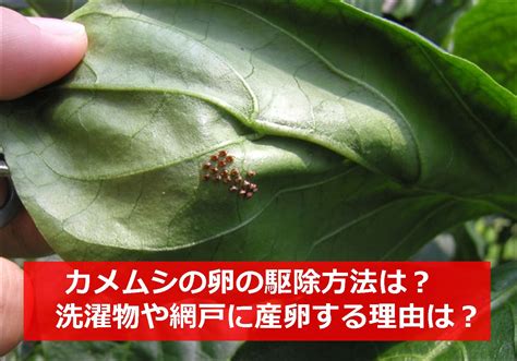 カメムシ 駆除方法畑 カメムシを寄せ付けない方法 野菜 Ltea