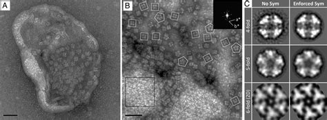 Visualization Of Degp Oligomeric Structures On Membranes By Using Em Download Scientific