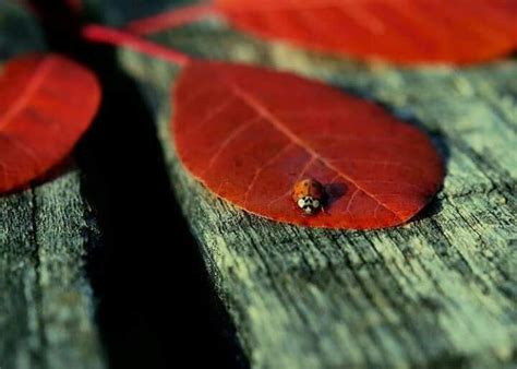 Pin On G Zel Resimler