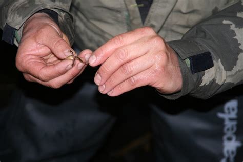 Cloaque Et Queue Sorties