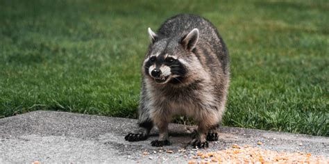 Blog Critter Control