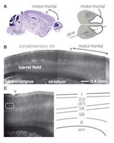 Layers In The Mouse S Agranular Cortex A Sagittal Section Through Download Scientific