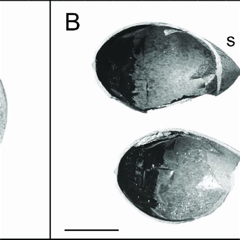 Representative Seed Of Ginkgo Biloba With Sarcotesta Removed To Show