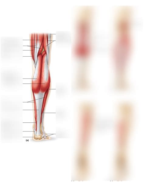 Anatomy Muscles Lab Exam 16 Diagram Quizlet