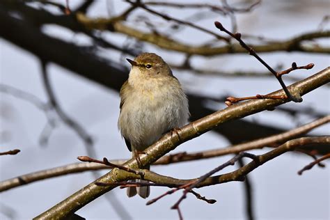 Chiffchaff Willow Warbler Free Photo On Pixabay