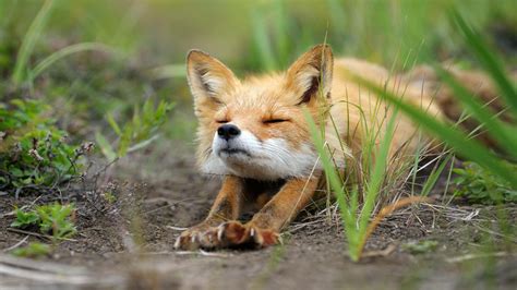 100 Cute Fox Backgrounds