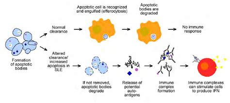 Figure 1 From Interferon And Apoptosis In Systemic Lupus Erythematosus Semantic Scholar