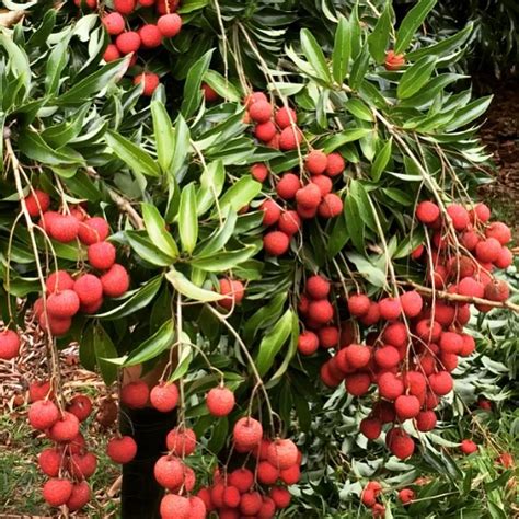 Fruit Trees Home Gardening Apple Cherry Pear Plum Hawaii Fruit Trees