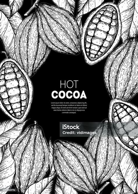 코코아 콩 벡터 일러스트레이션 코코아 포드 스케치 초콜릿 콩 빈티지 디자인 손으로 그린 그림 0명에 대한 스톡 벡터 아트 및 기타 이미지 Istock