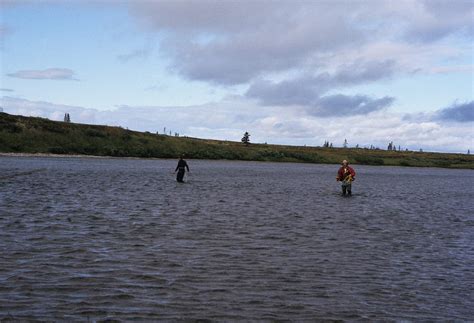 Alagnak River Alaska Org