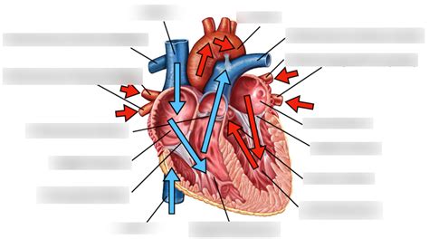 Heart Diagram Diagram Quizlet