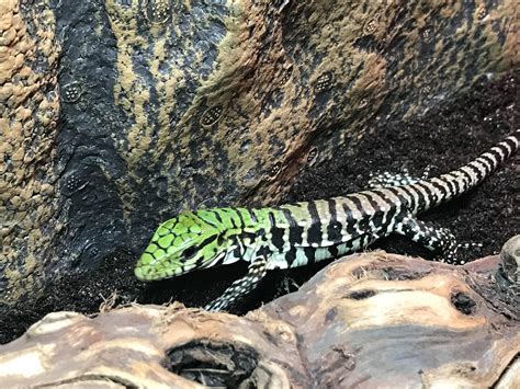 First Time Tegu Owner Day 1 Behold My Beautiful Son R Tegu