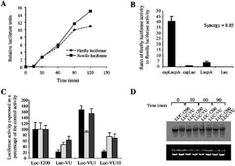 A Time Course Of Firefly And Renilla Luciferase Expression In Xenopus
