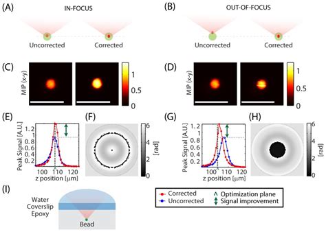 Simple Wavefront Correction Framework For Two Photon Microscopy Of In Vivo Brain Abstract