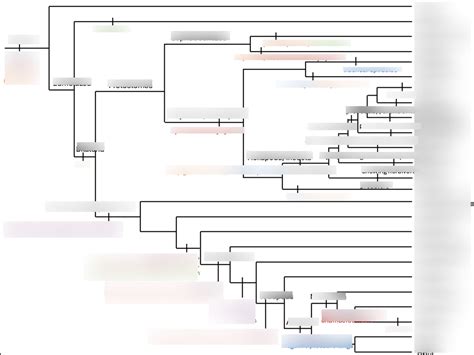 Phylogeny Diagram Quizlet Phylogeny Diagram Quizlet