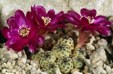 G155 011 Free Image Hosting Service