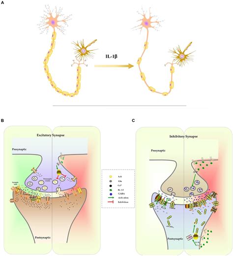 Dendritic Spine