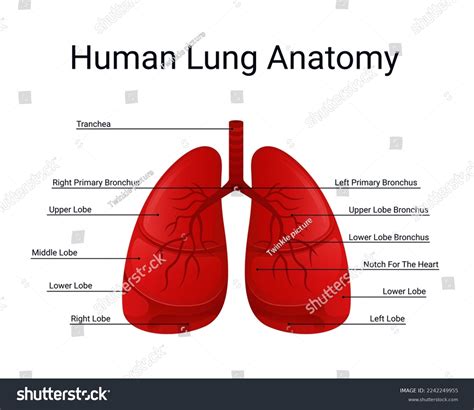 Human Lung Anatomy Illustration Design Medical Stock Vector Royalty