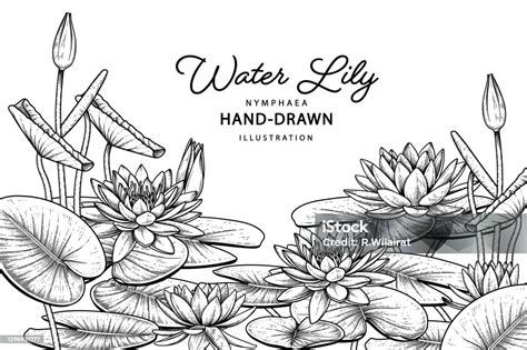스케치 플로럴 장식 세트 물 백합 꽃 도면 흰색 배경에 고립 된 검은 색 라인 아트 손으로 그린 식물 삽화 요소 벡터입니다 0명에 대한 스톡 벡터 아트 및 기타 이미지