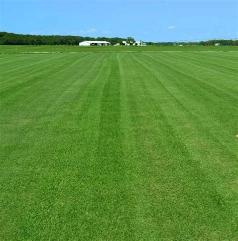 Zoysia Grass Seeds Grow A Beautiful Lawn