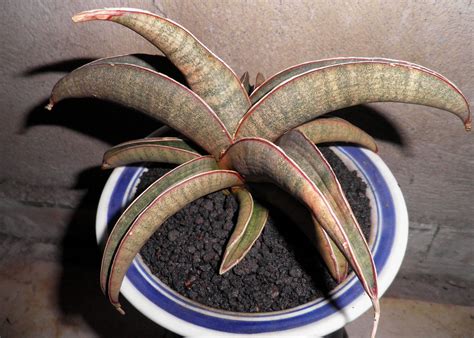 Jenis Jenis Bunga Sansivera Ian Davies