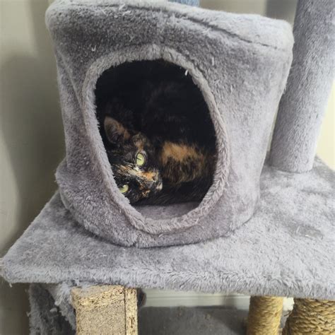 Tortoise Shell Cat Cats And Kittens For Rehoming Edmonton Kijiji Classifieds
