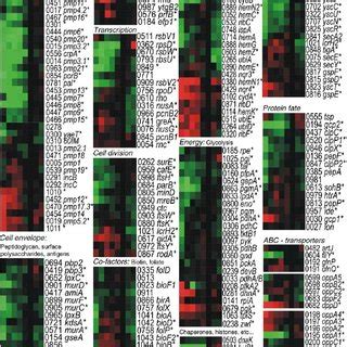 Functional Grouping And Cluster Analysis Detailed Expression Profiles Download Scientific