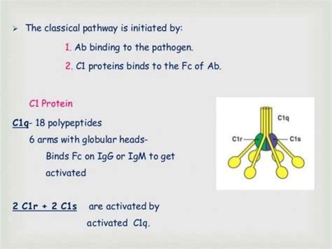 Classical Pathway Of Complement PPTX Blood Disorders Diseases And Conditions
