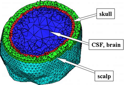 A Finite Element Head Model Used For The Present Simulation Study The A Finite Element Head Model Used For The Present Simulation Study The