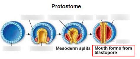 Protostome Diagram Quizlet