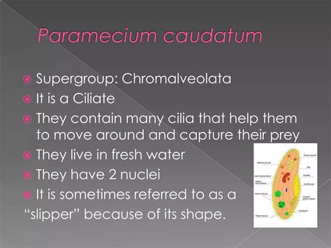 Protista Example Organisms Ppt